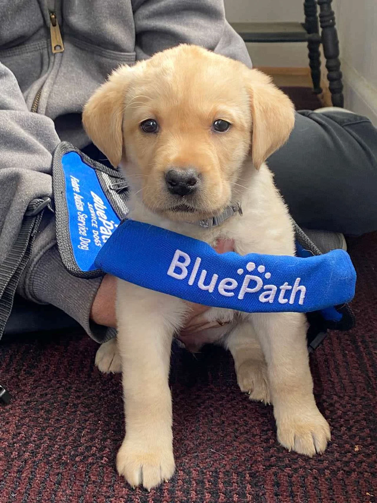 Alfred Z. Solomon Testamentary Trust names puppy in memory of Founder ...